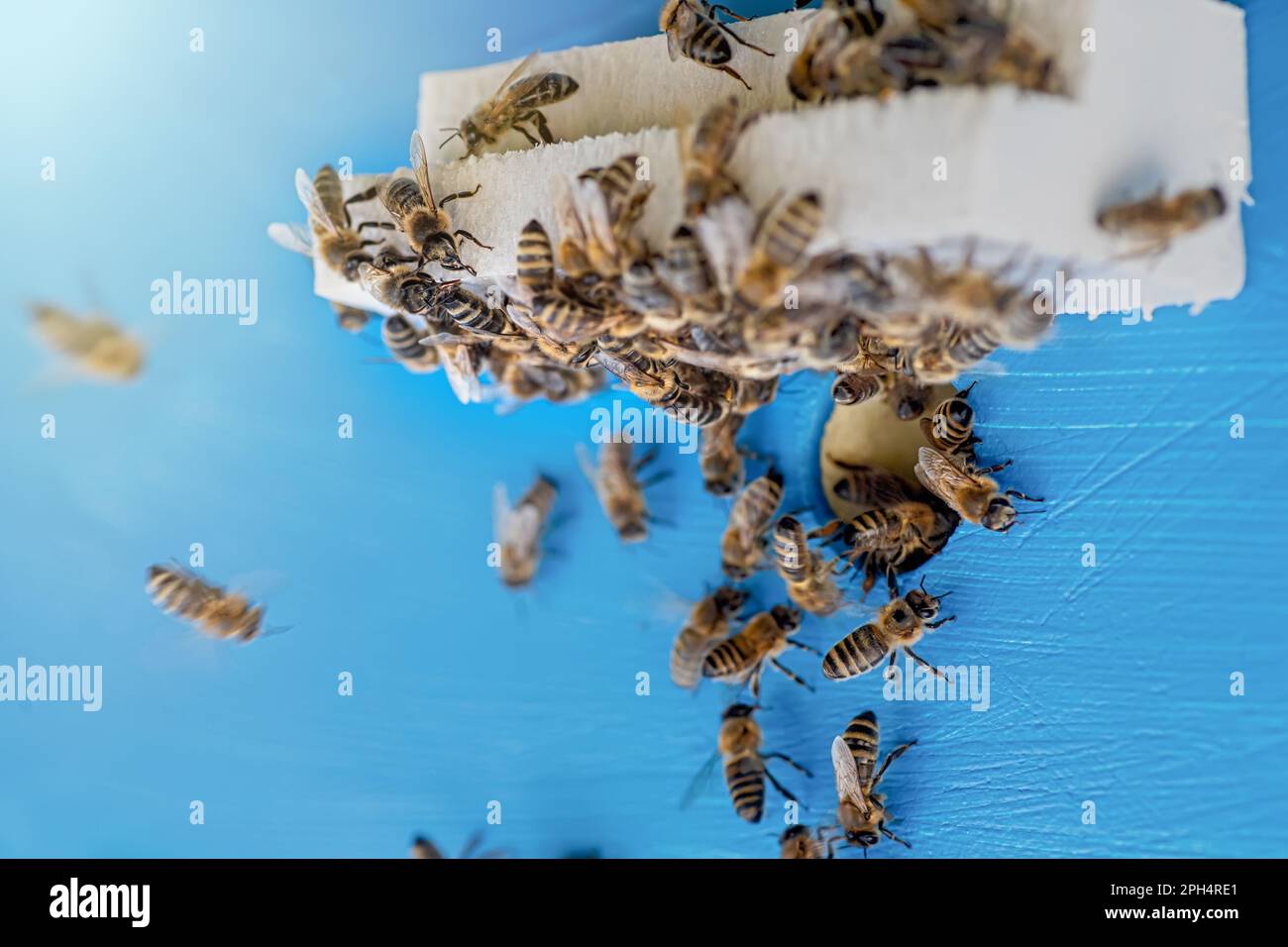 Bees at old hive entrance. Bees returning from honey collection to ...