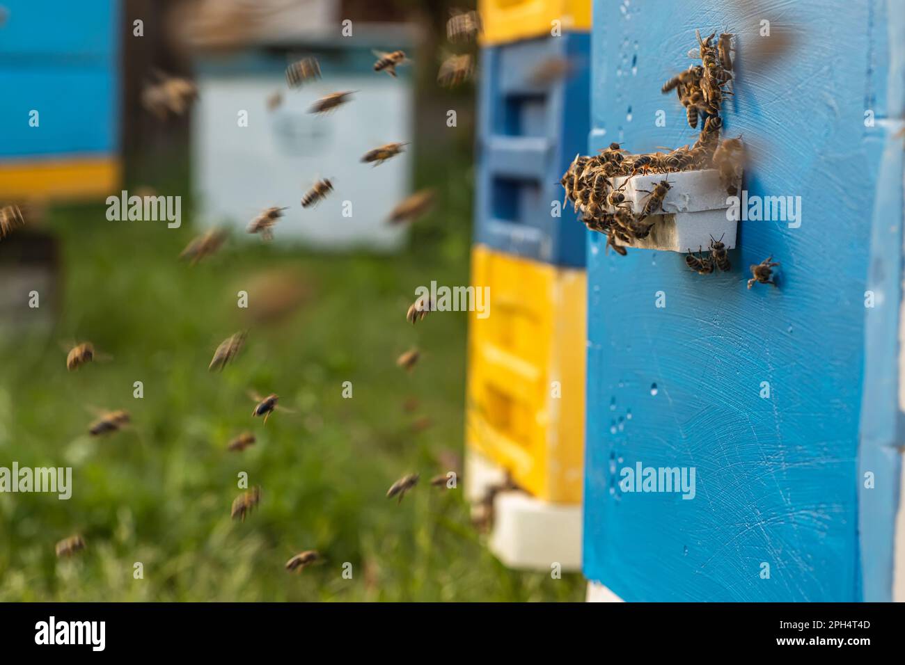 incredible depiction of the life of bees in an apiary, showing their ...