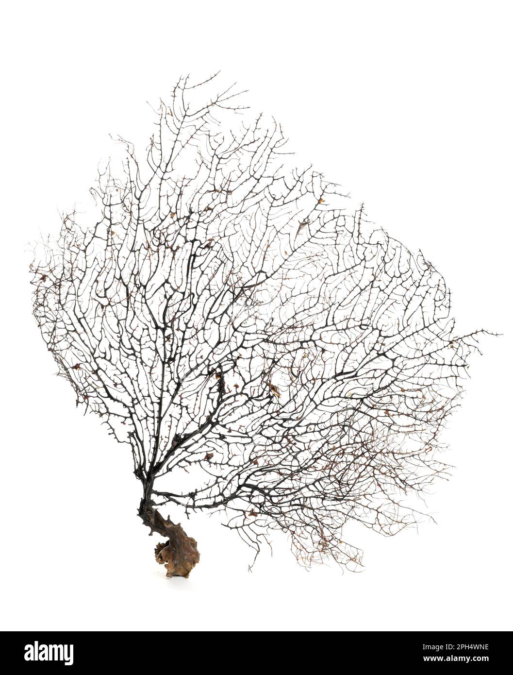 Beautiful exotic branching coral isolated on white Stock Photo - Alamy