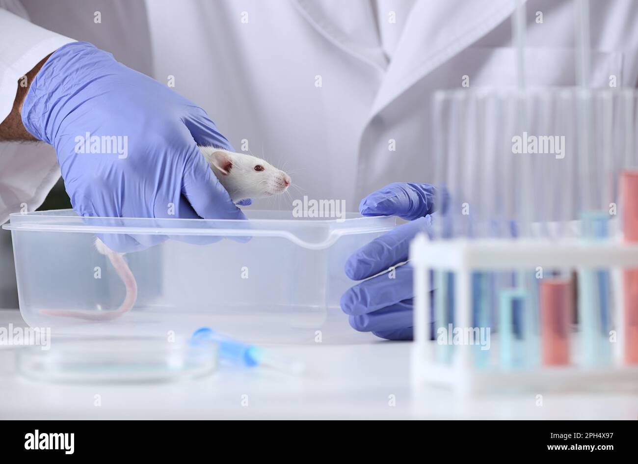 Scientist with rat in chemical laboratory, closeup. Animal testing ...