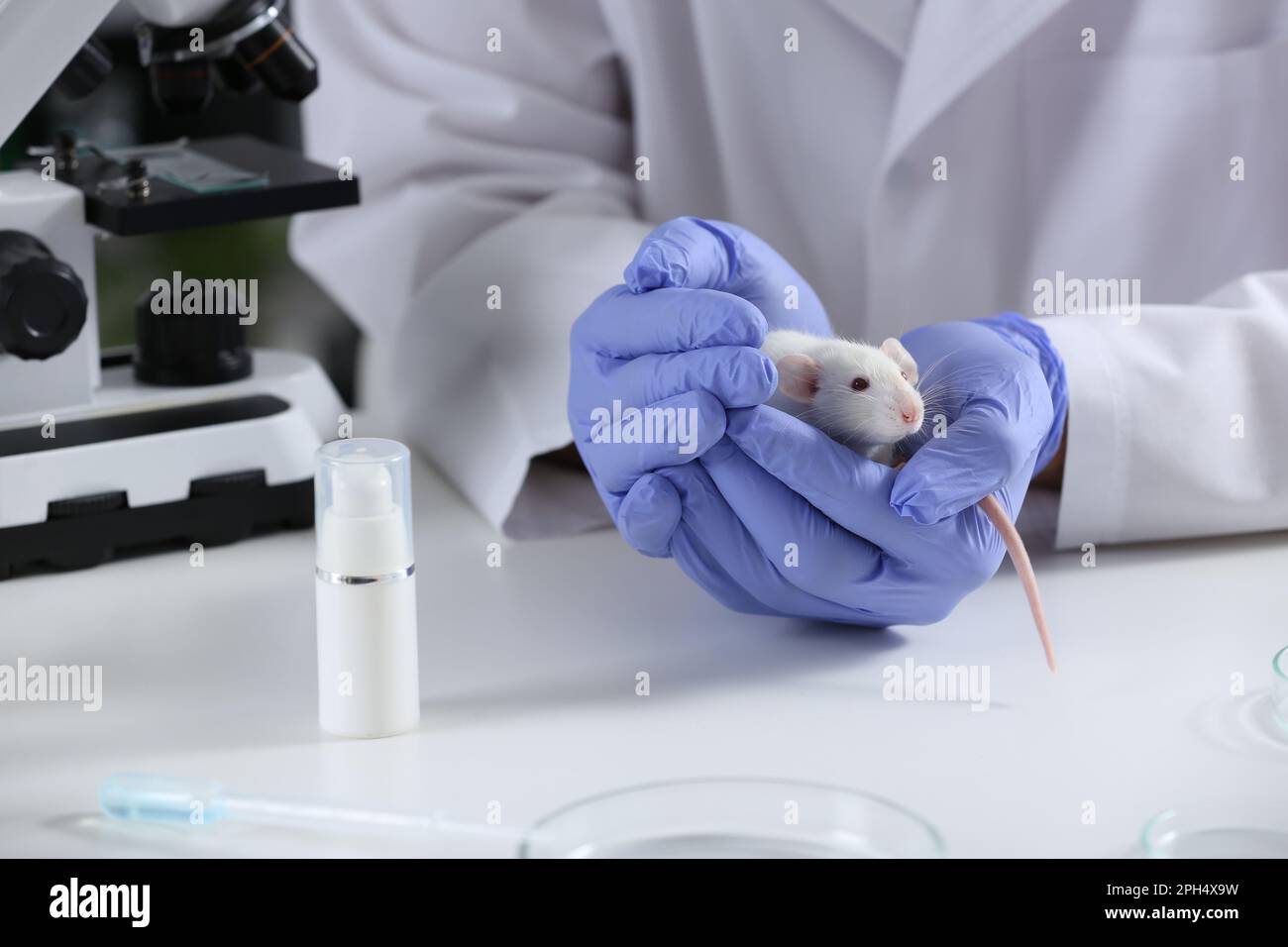 Lab rat hand hi-res stock photography and images - Alamy