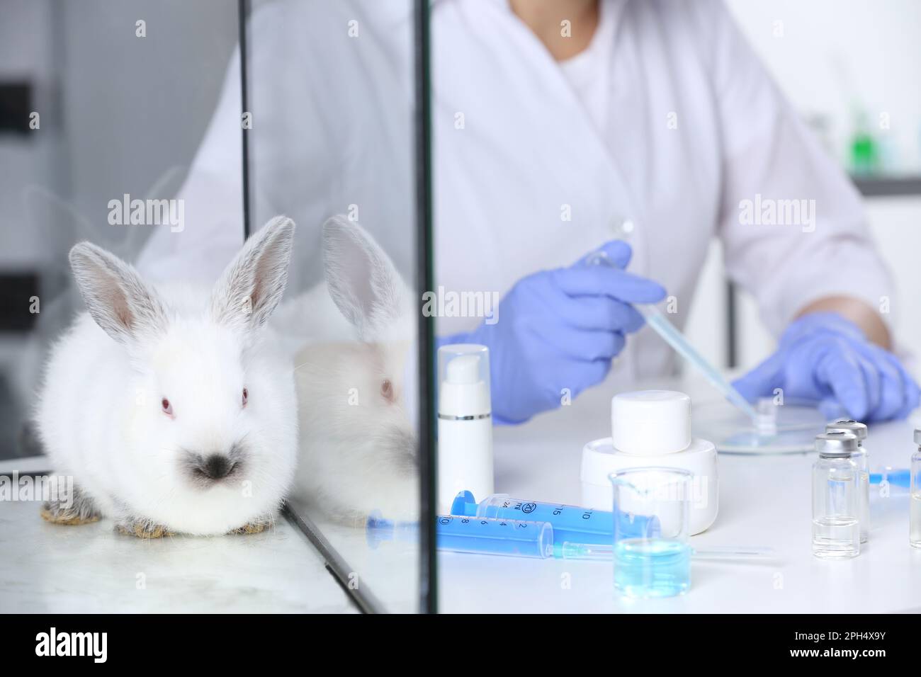 Rabbit in glass box on table and scientist working with microscope at ...