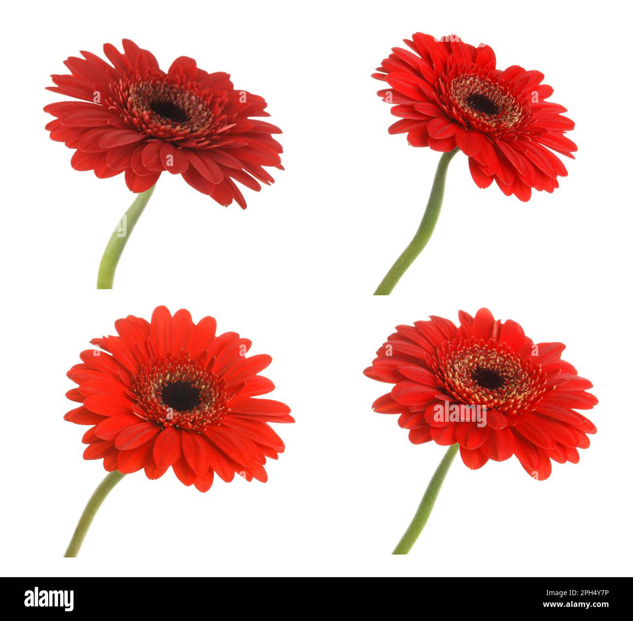 Set four different flowers hi-res stock photography and images - Alamy