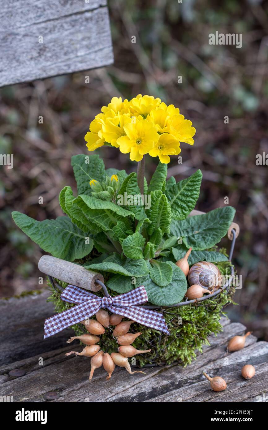 Polyanthus hi-res stock photography and images - Alamy