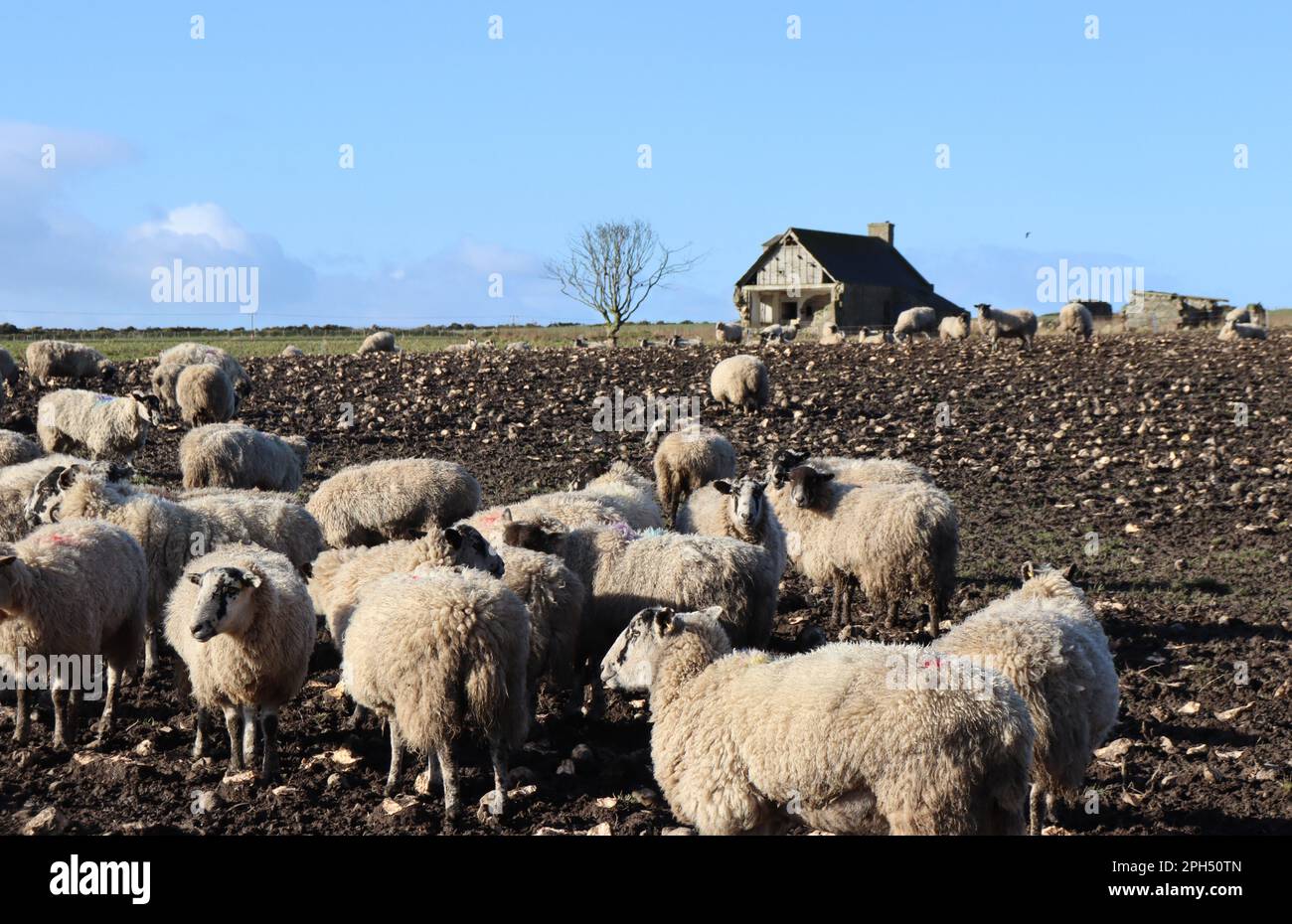 Sheep in field with derelict house Stock Photo - Alamy
