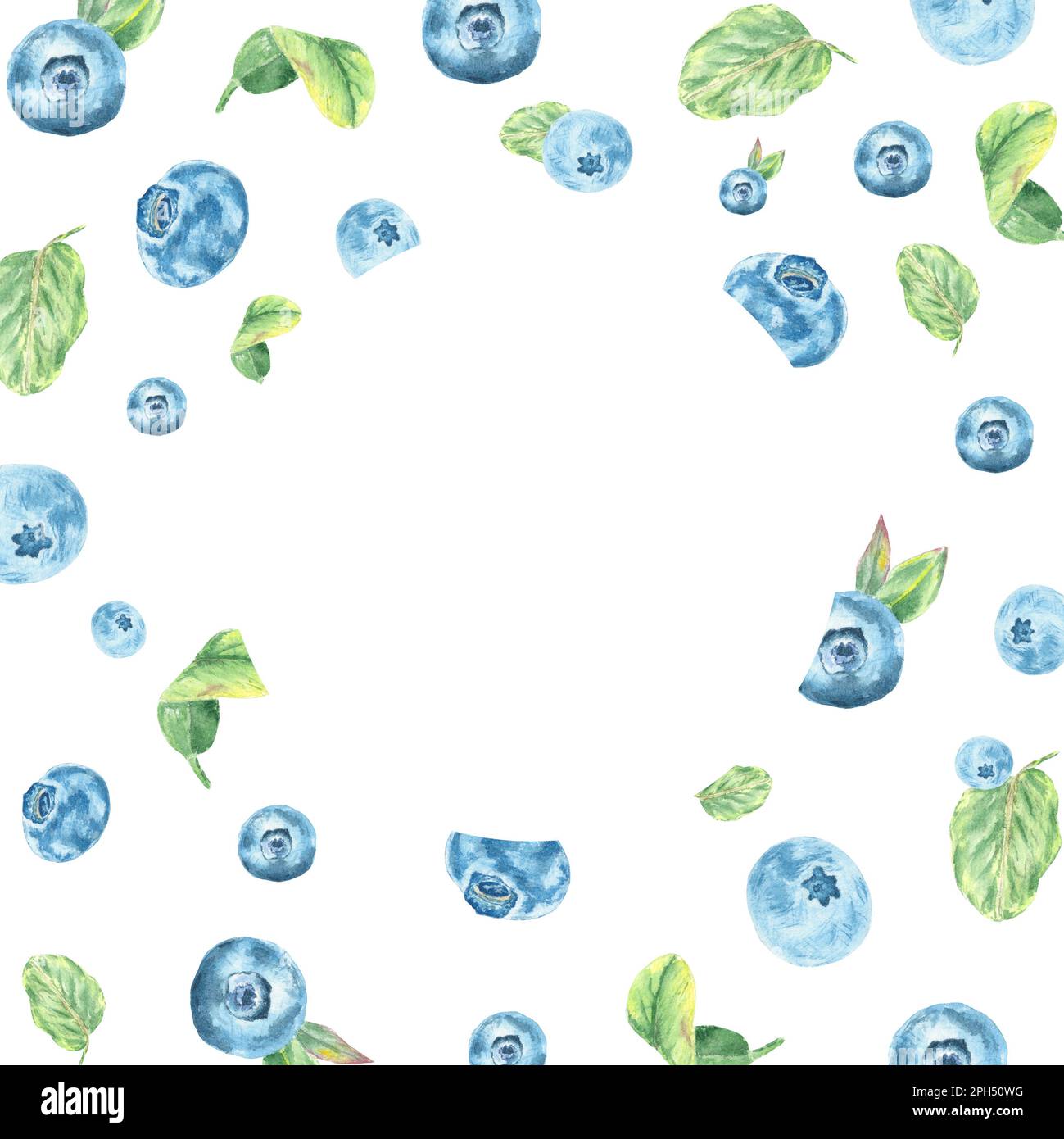 Botanical blackberry illustration hi-res stock photography and images ...