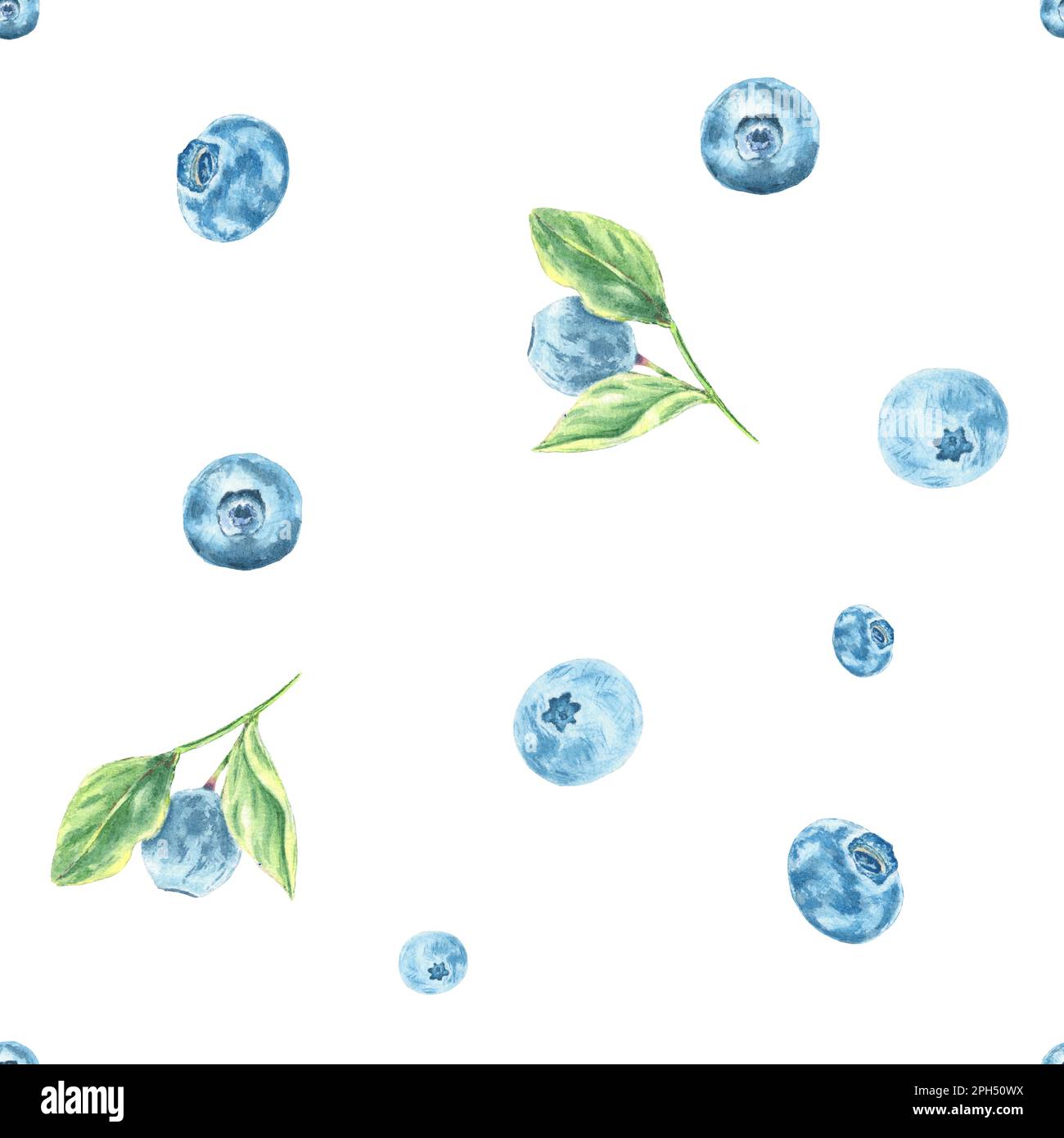 Botanical drawing blueberry hi-res stock photography and images - Alamy