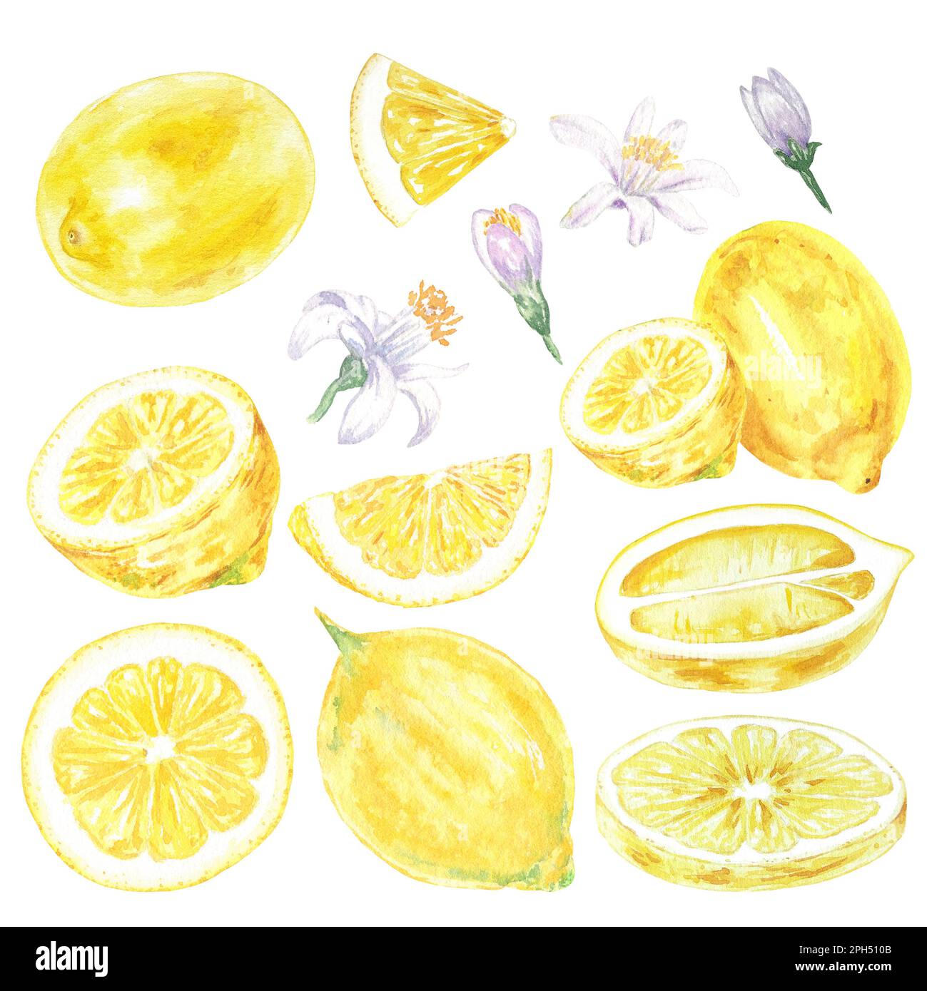 Watercolor set of lemons, leaves and flowers, hand-painted in botanical ...