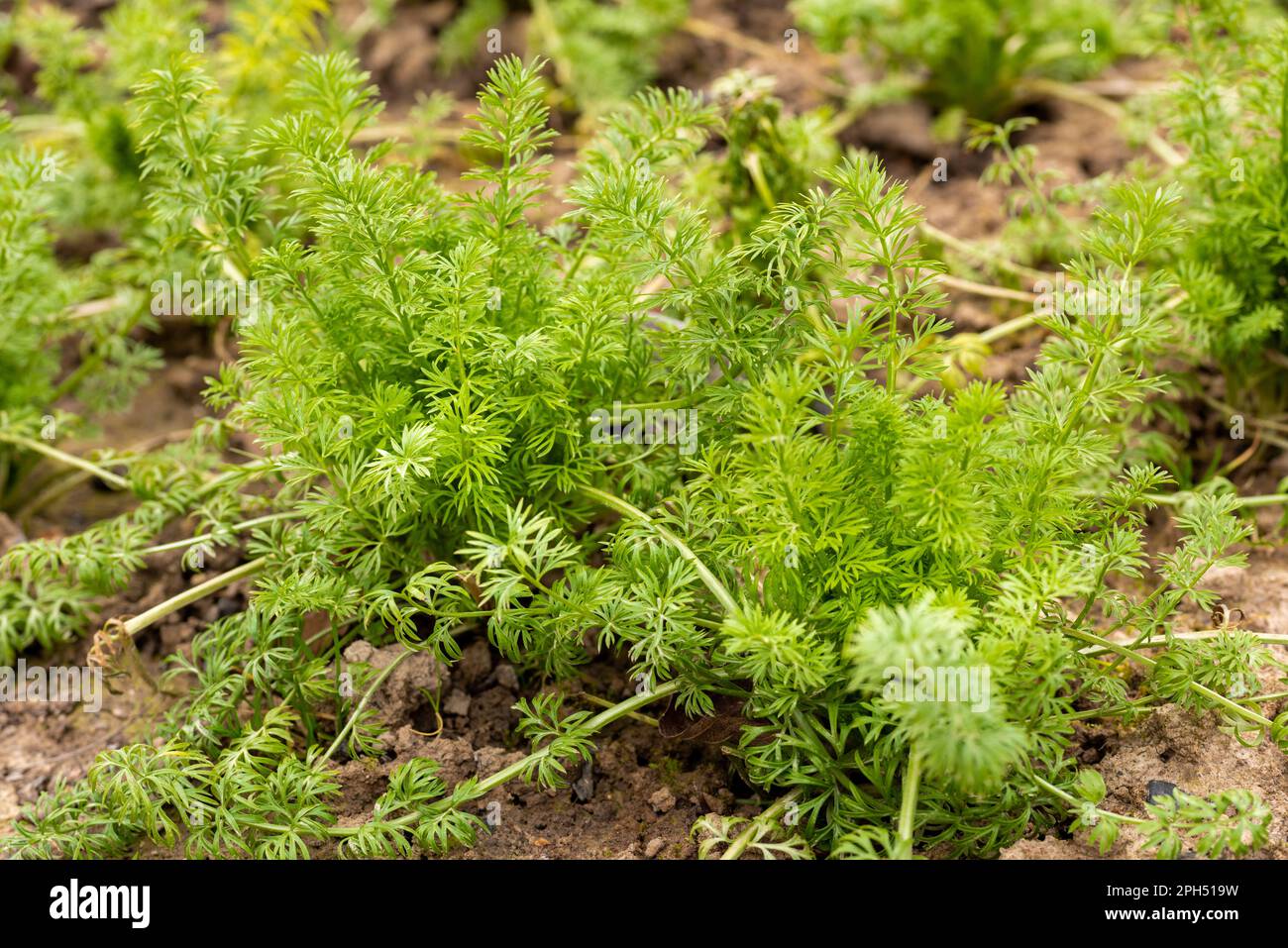 Nigella damascena also known as Love in a mist plants. Cold hardy ...