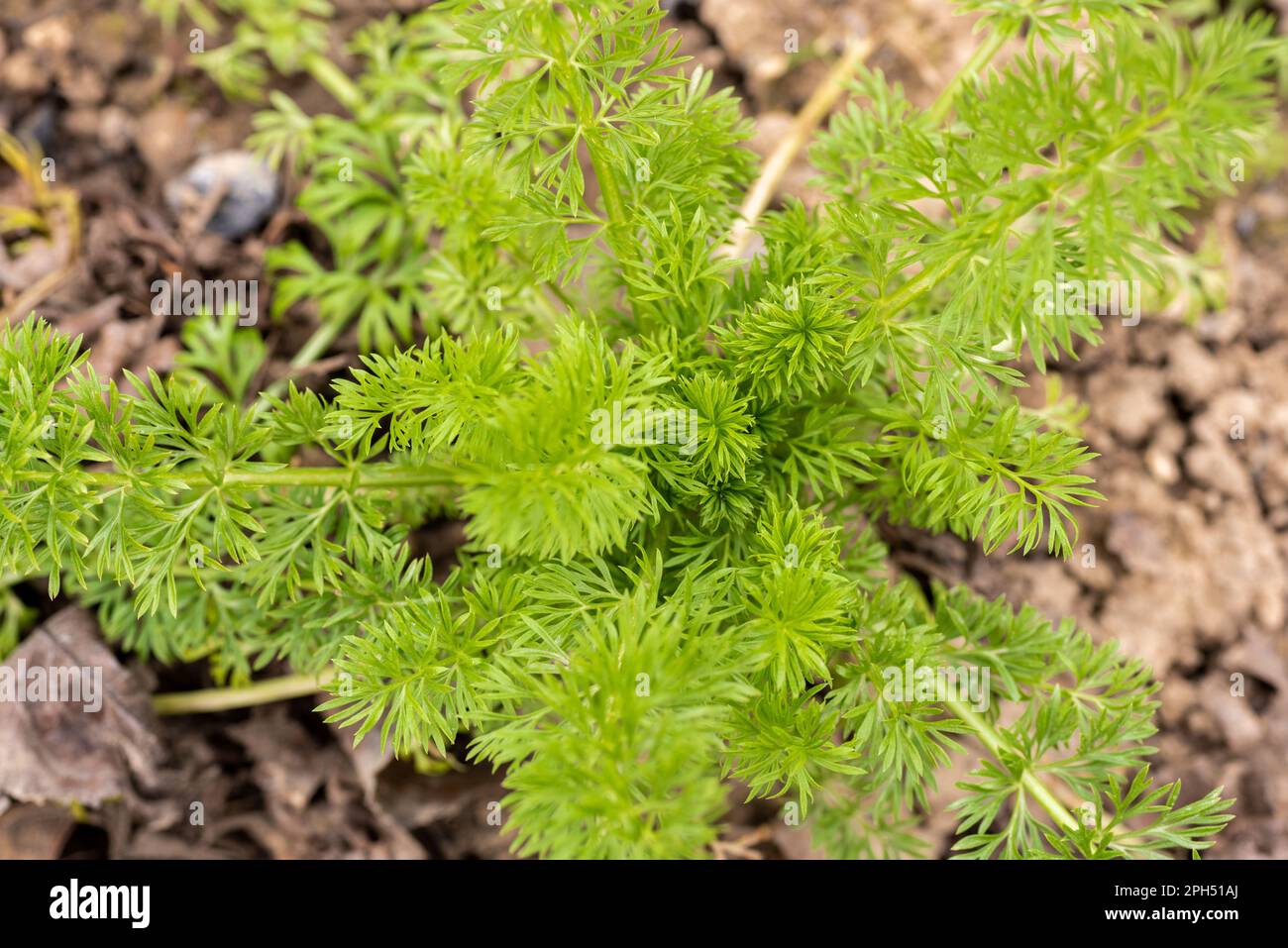 Nigella damascena also known as Love in a mist plants. Cold hardy ...