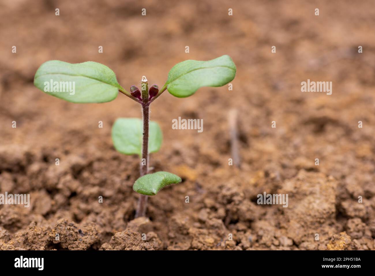 Pinch technique hi-res stock photography and images - Alamy