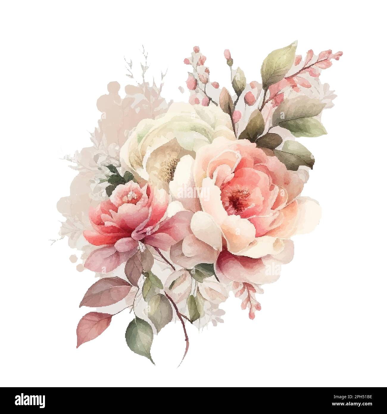 Botanical drawing sage watercolor Stock Vector Images - Alamy