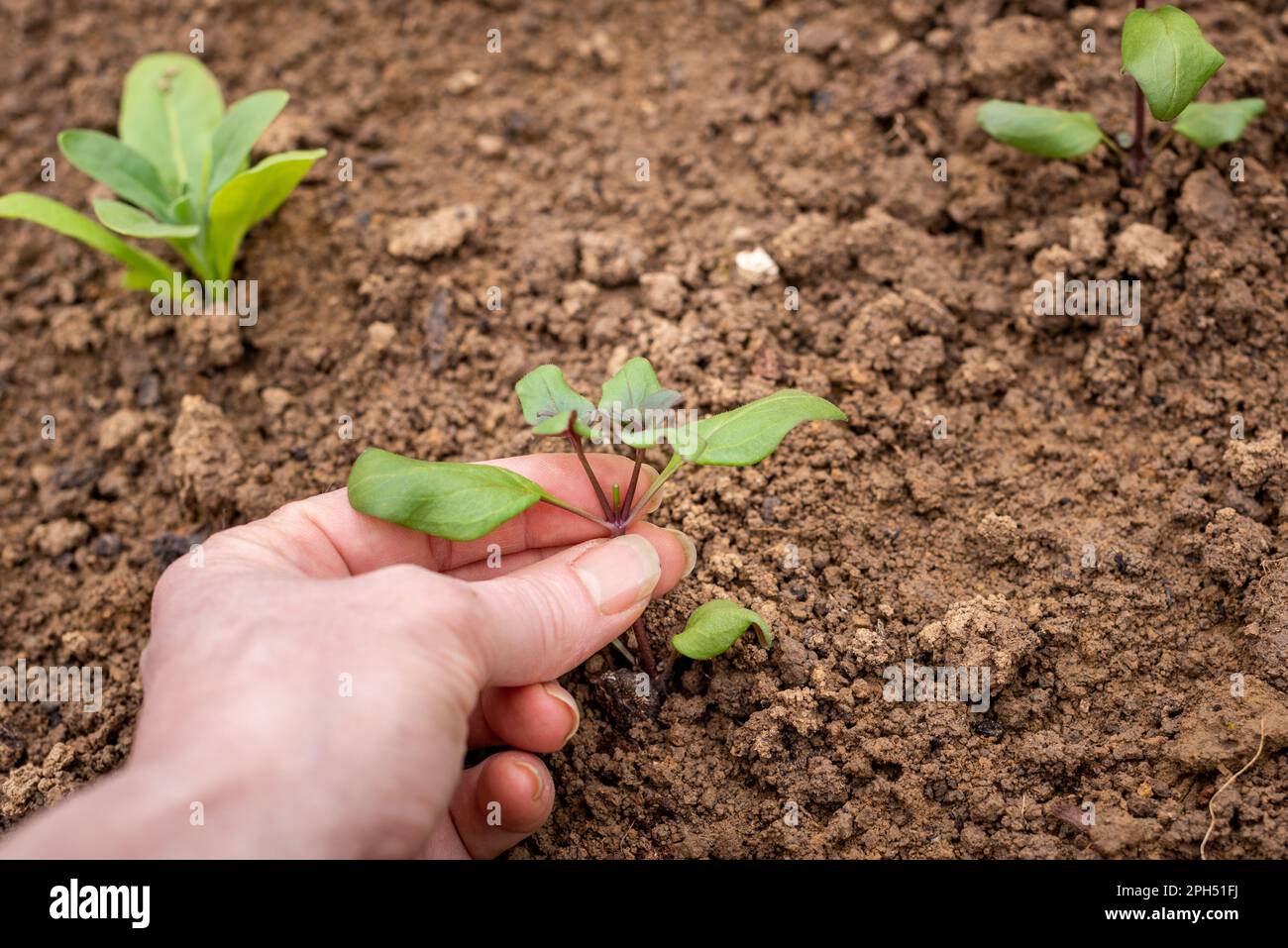 Pinching flowers. Pinching or snipping out a part of the new plant’s ...