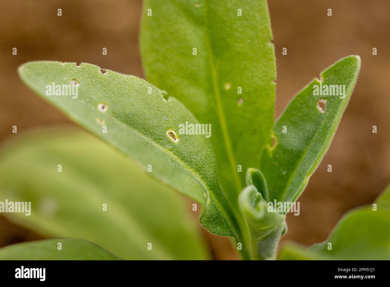 Round holes on crop foliage, caused by flea beetles. Damaged young ...