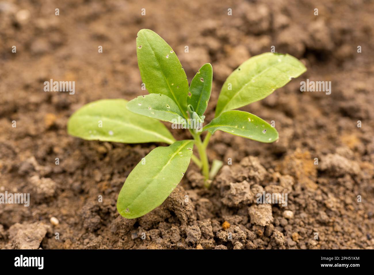 Round holes on crop foliage, caused by flea beetles. Damaged young ...