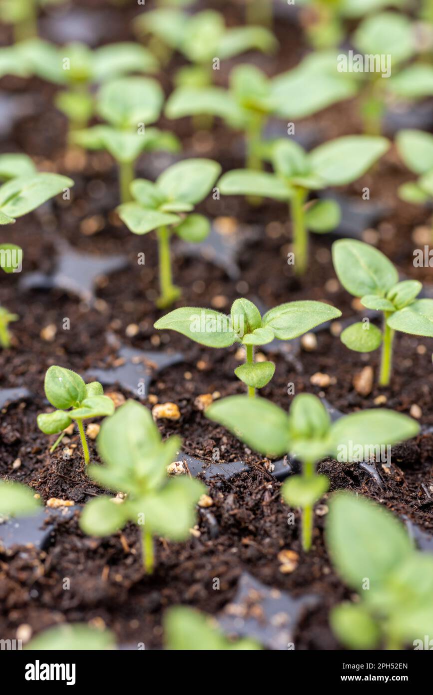 Young Snapdragon flower seedlings in their propagation tray. Cut flower ...