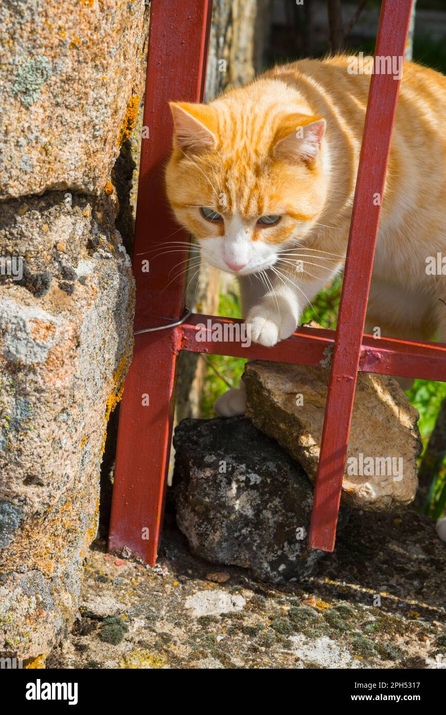 Tabby and white cat behind railings Stock Photo - Alamy