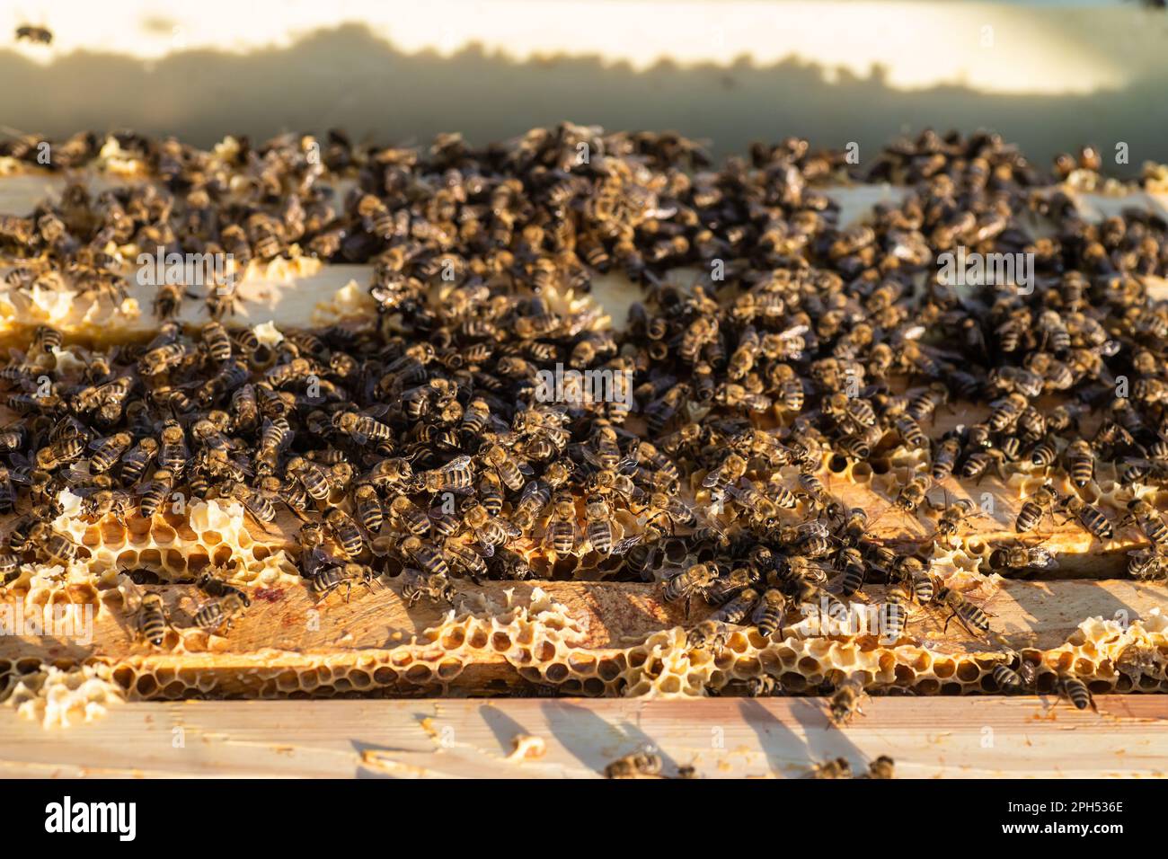 Honey bees working on frames with honey in a hive showing the process ...