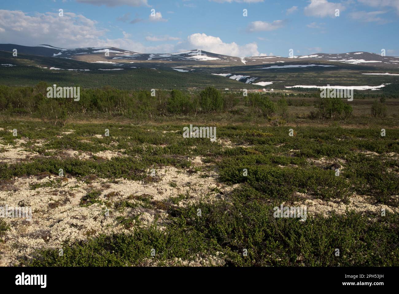 Roughly 900 meter above sea level Fokstumyra wetland at the edge of ...