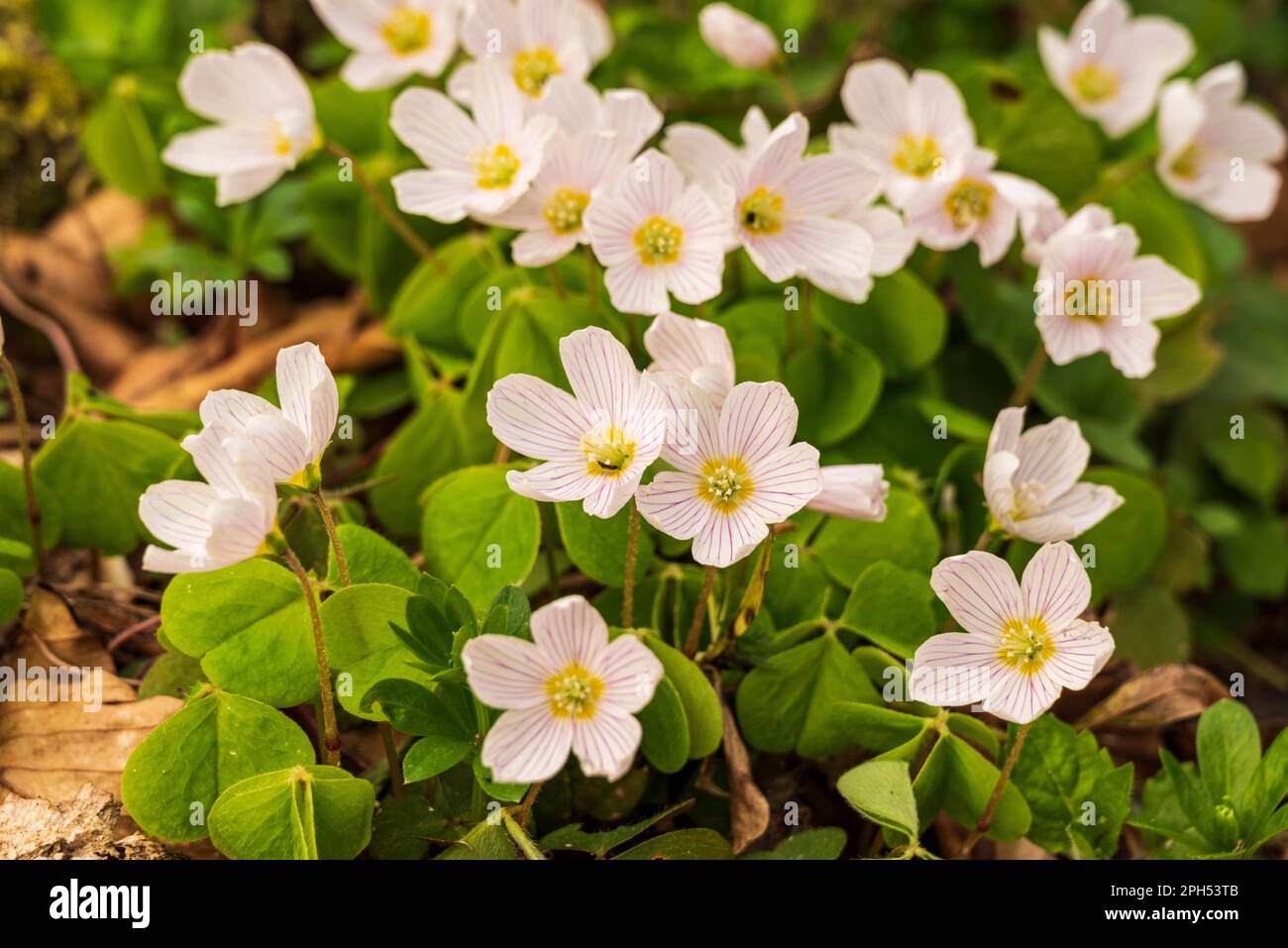 Cluster of shamrock hi-res stock photography and images - Alamy