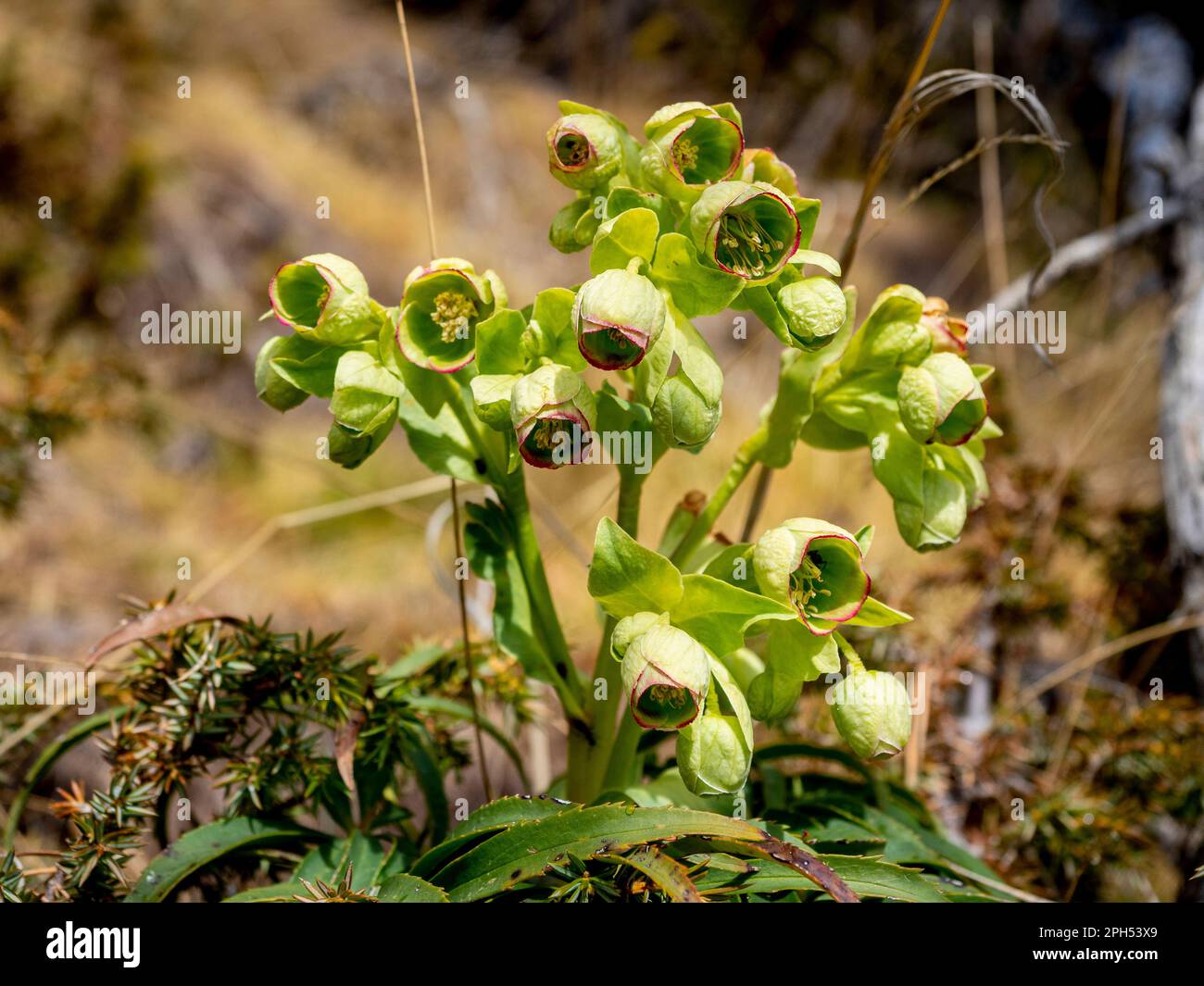 selective focus of stinking hellebore (Helleborus foetidus) with ...