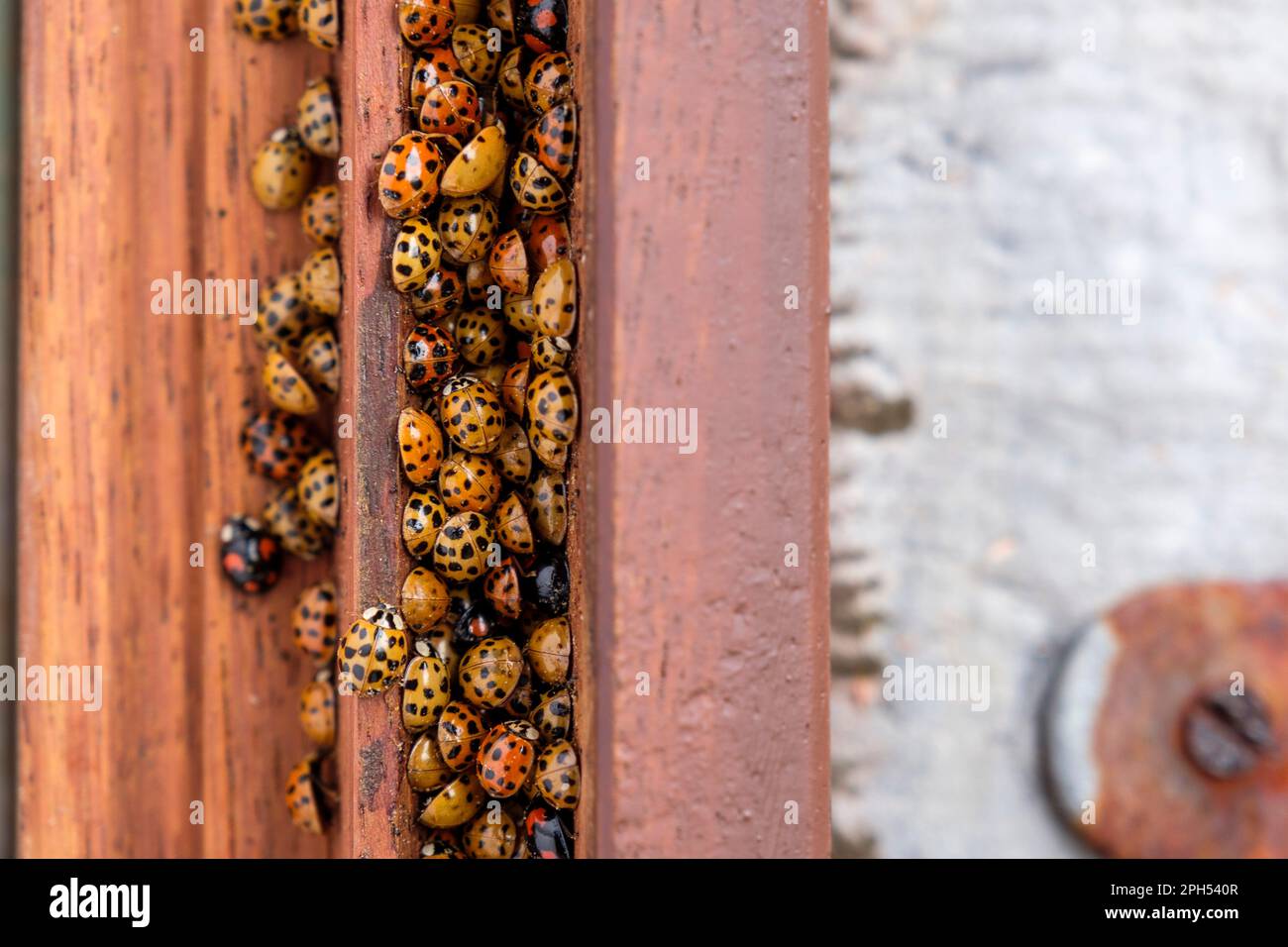 Colony of bugs passing the winter in the inbetween spaces of a window ...