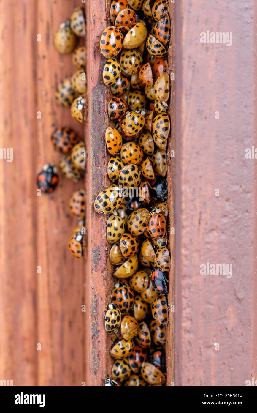 Colony of bugs passing the winter in the inbetween spaces of a window ...
