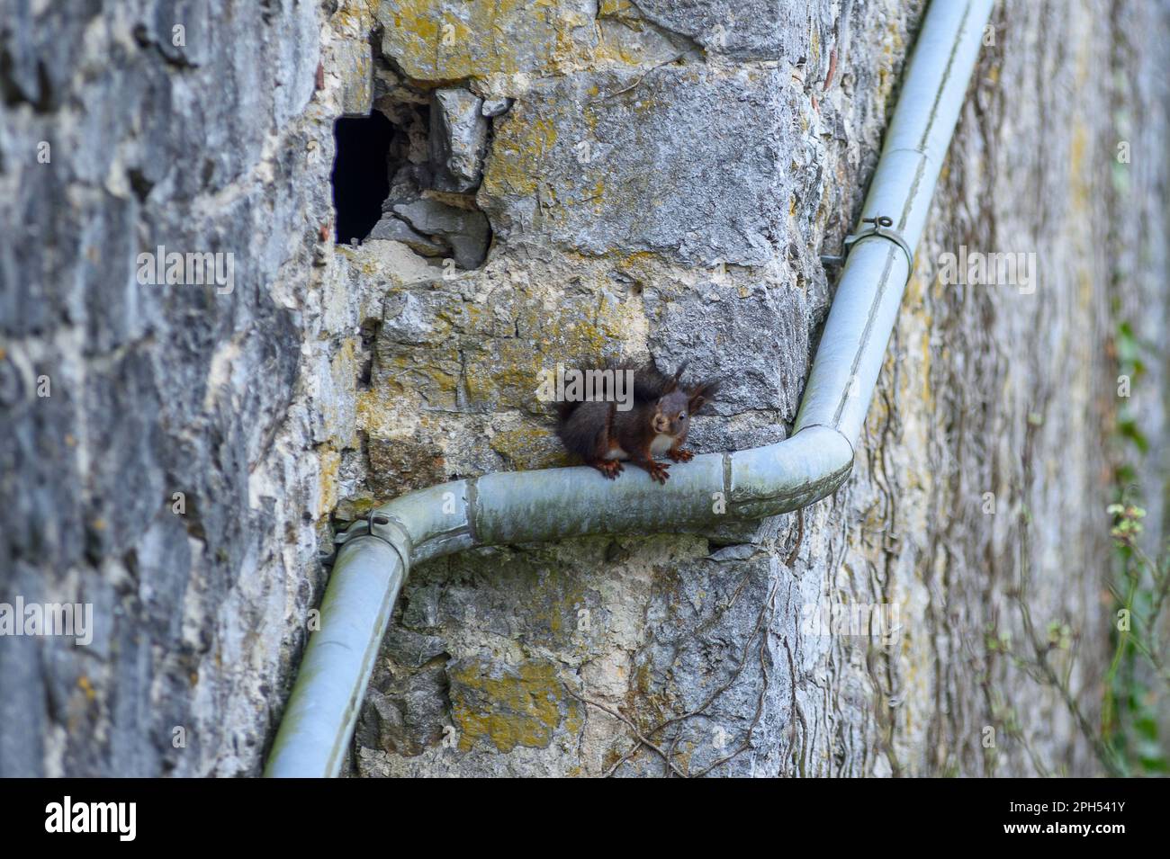 Squirrel | Ecureuil roux pelage noir ventre blanc Stock Photo - Alamy