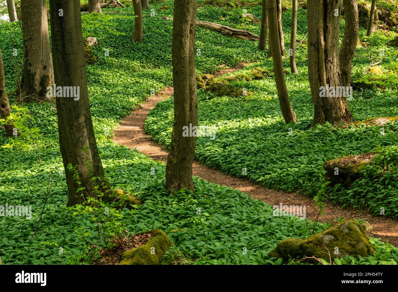 Picturesque path in a spring forest through a green field of wild ...