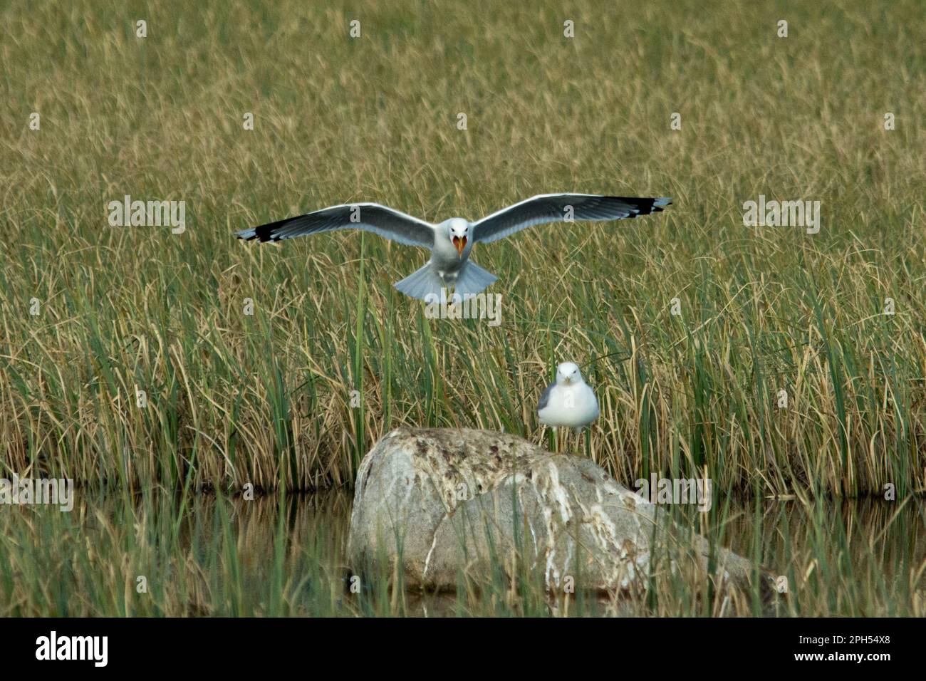 Common gull landing in Fokstumyra wetland just at the edge of ...