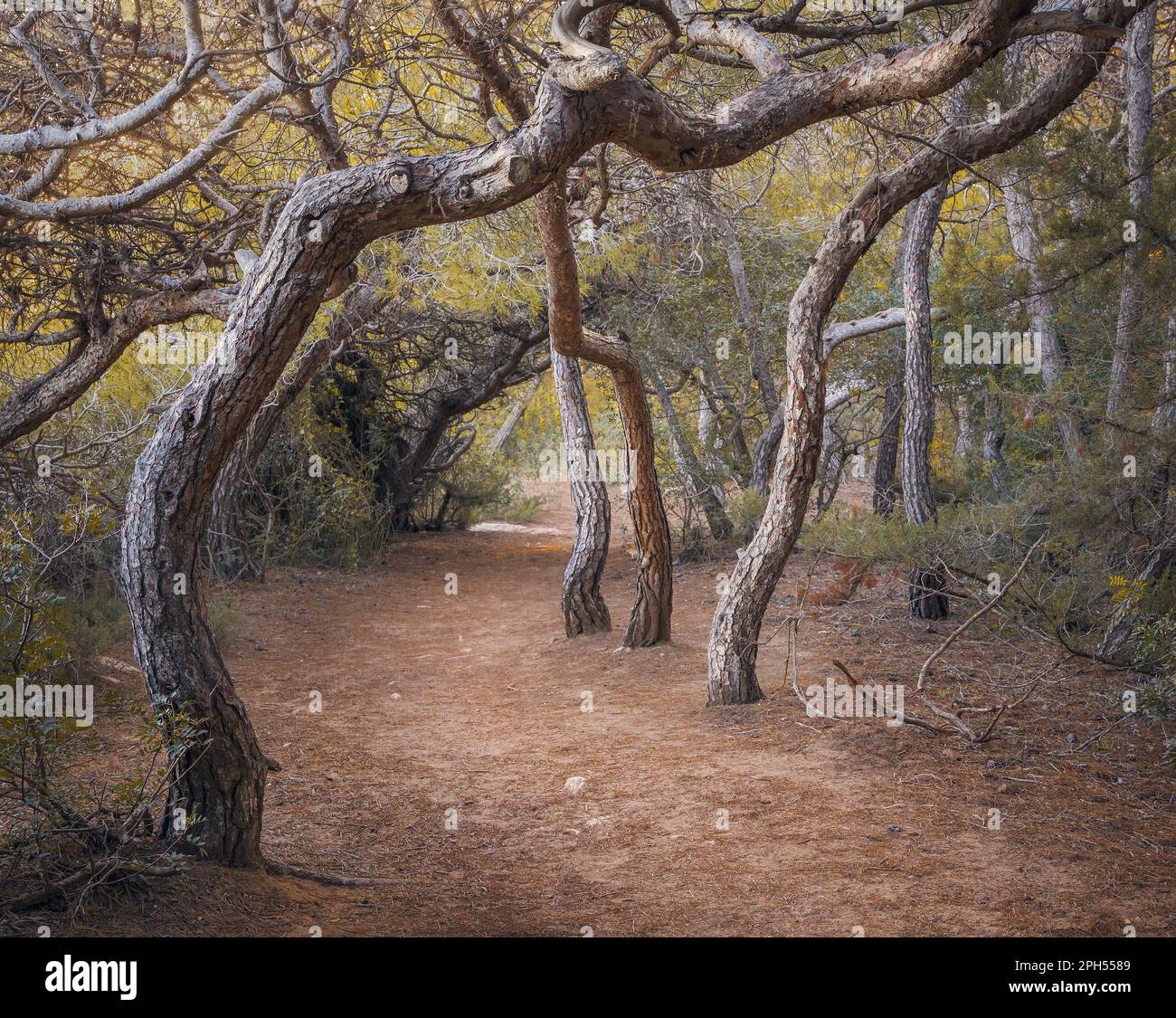 La marquesa forest hi-res stock photography and images - Alamy