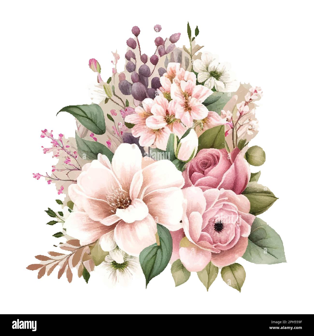 Botanical drawing sage watercolor Stock Vector Images - Alamy