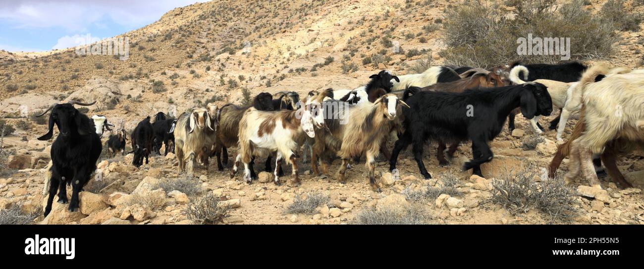 Bedouin goats in the landscape of Wadi Musa, South Central Jordan ...