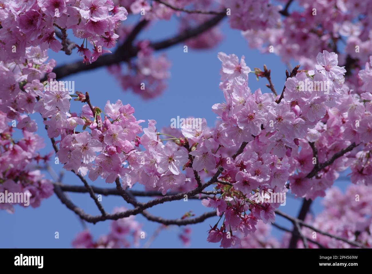 Flores de cerezo japon hi-res stock photography and images - Alamy