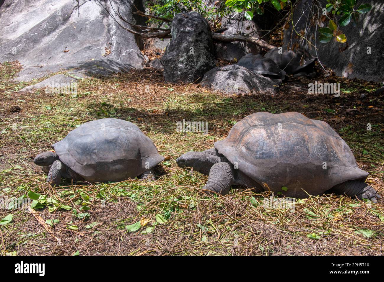 Aggressive tortoise hi-res stock photography and images - Alamy