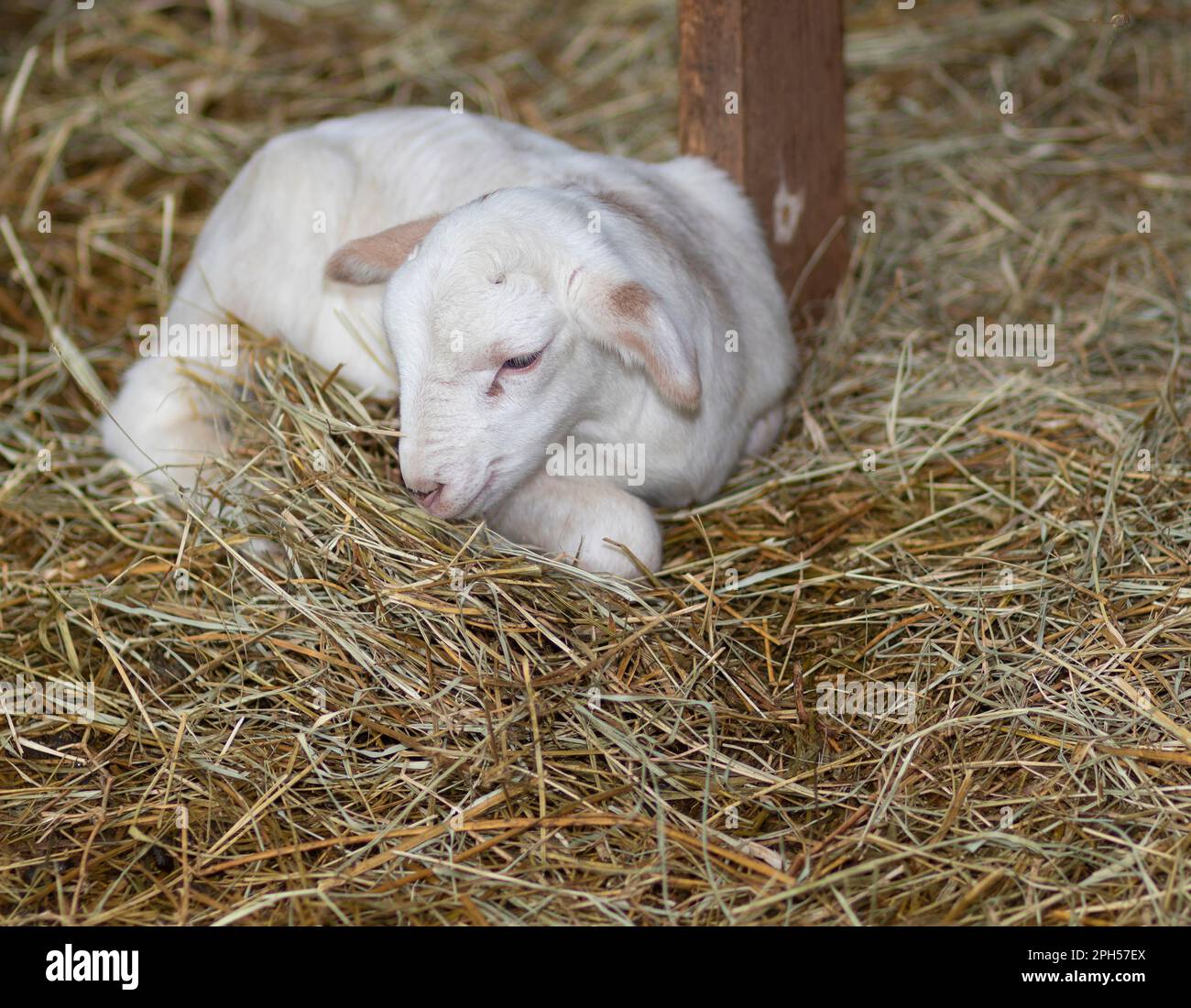 Lamb lying down hi-res stock photography and images - Alamy