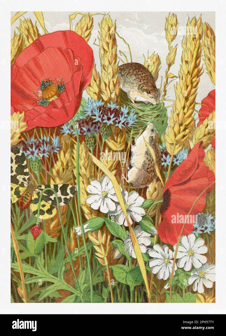Springtime. The harvest mouse and spring flowers. Seasonal illustration ...