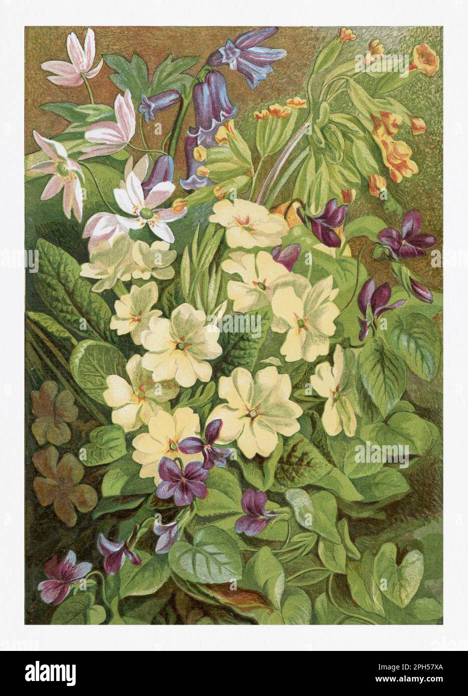 Spring Flowers. Seasonal illustration of "The illustrated London ...