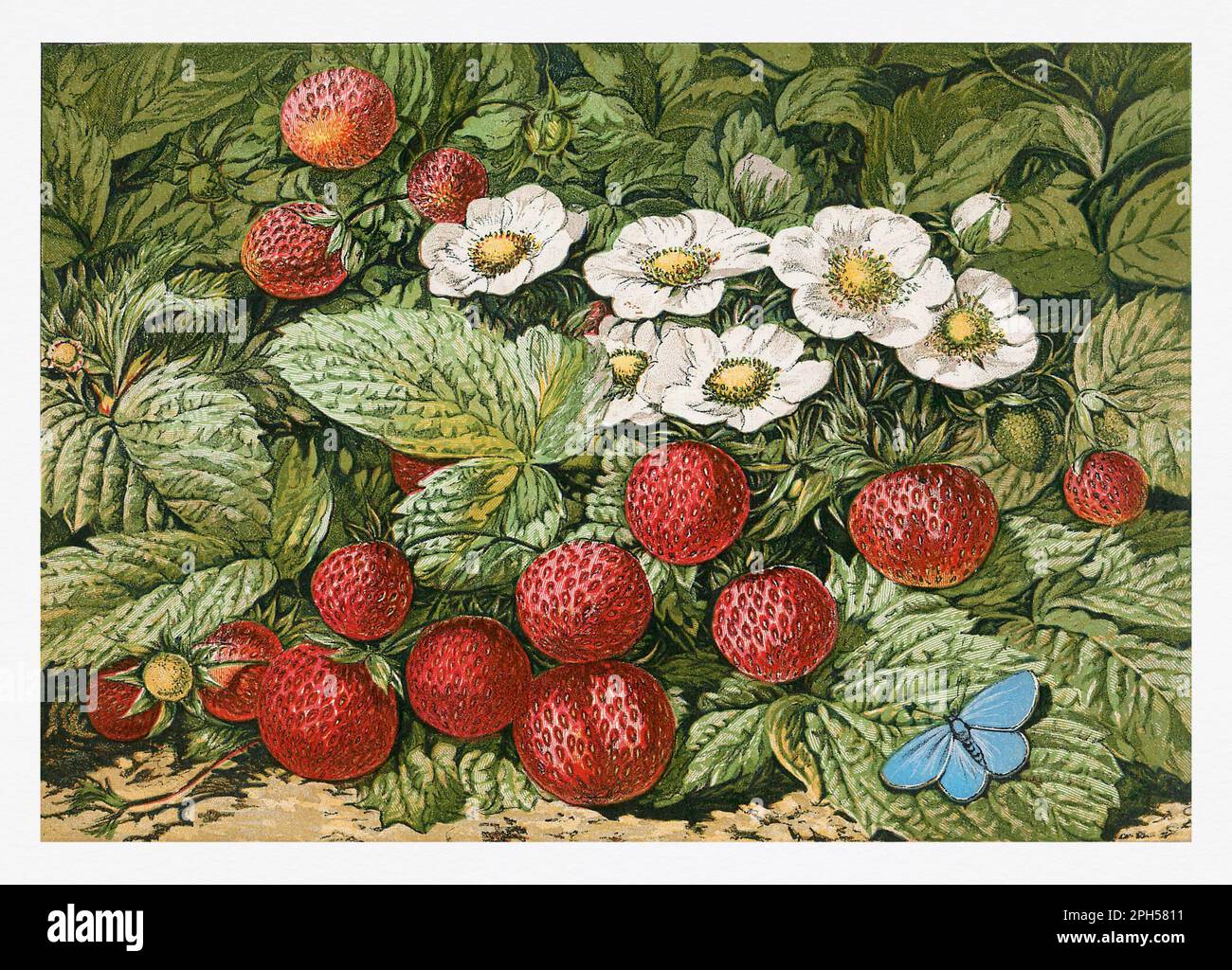 Springtime strawberries. Seasonal illustration of "The illustrated ...