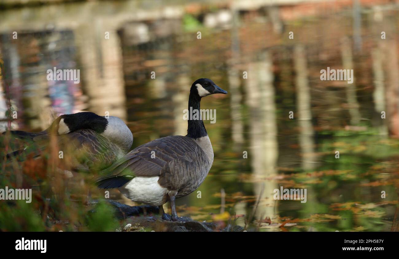 A Canadian goose is sitting on the bank of a stream in the bushes Stock ...