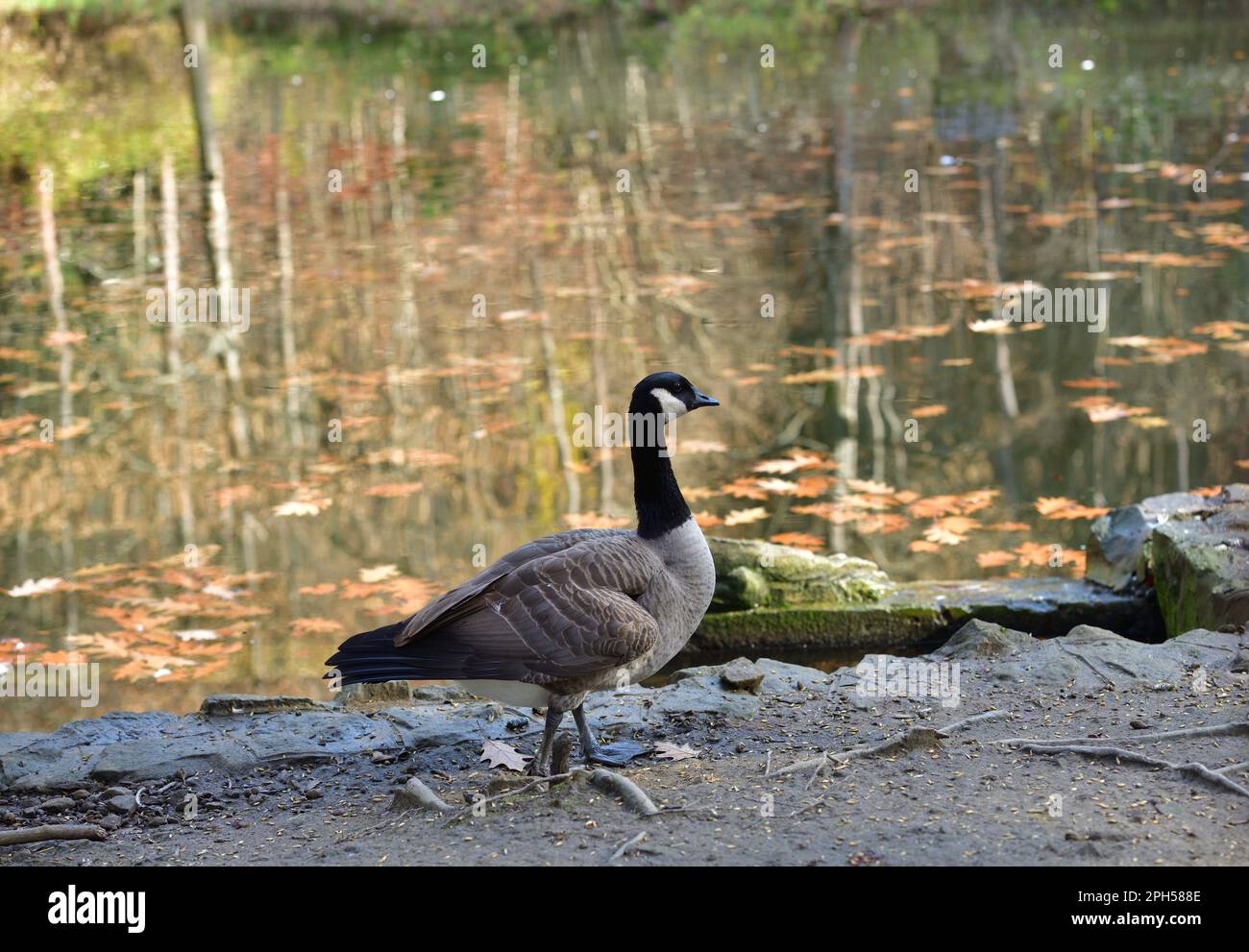 A Canadian goose is sitting on the bank of a stream in the bushes Stock ...