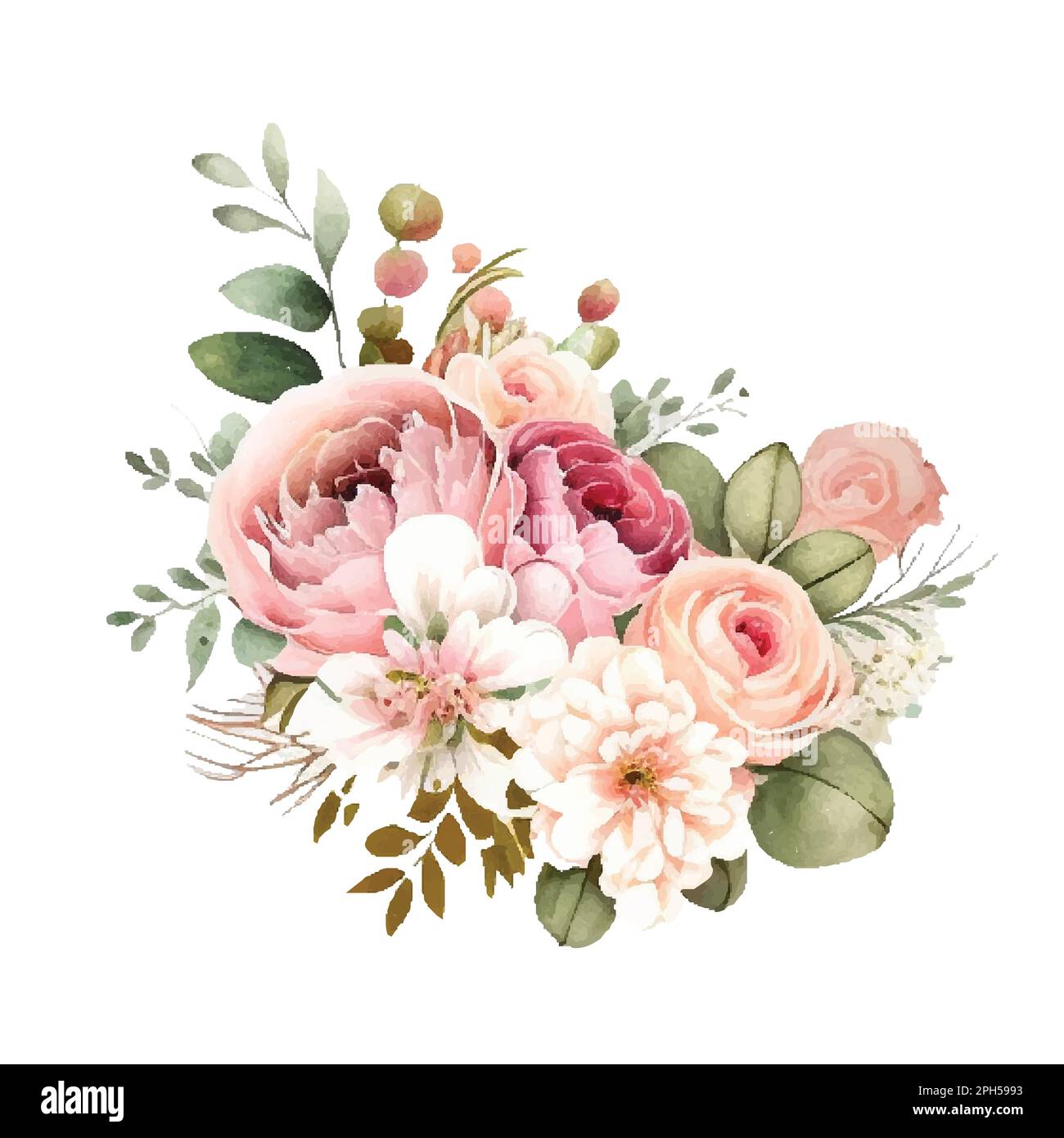 Botanical drawing sage watercolor Stock Vector Images - Alamy