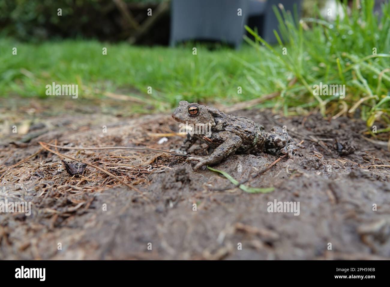 Closeup on a female European common toad, Bufo bufo sitting on the ground and grass in the ...