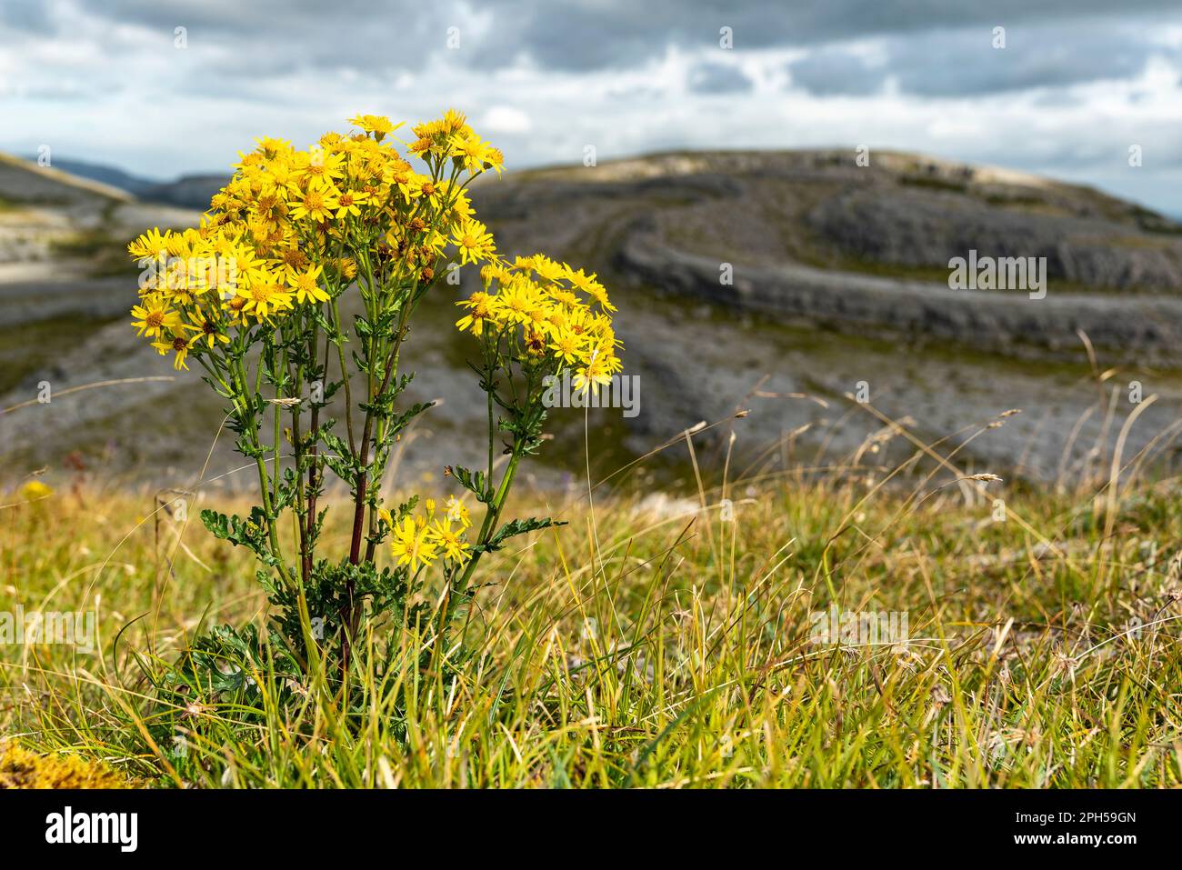 Yellow blooming flower in front of Slieve Rua hill, The Burren National ...
