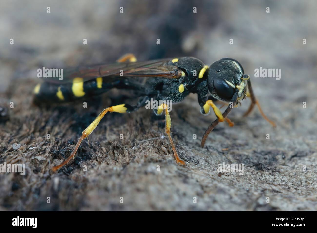 Detailed closeup of a fly predator digger wasp, Mellinus arvensis ...