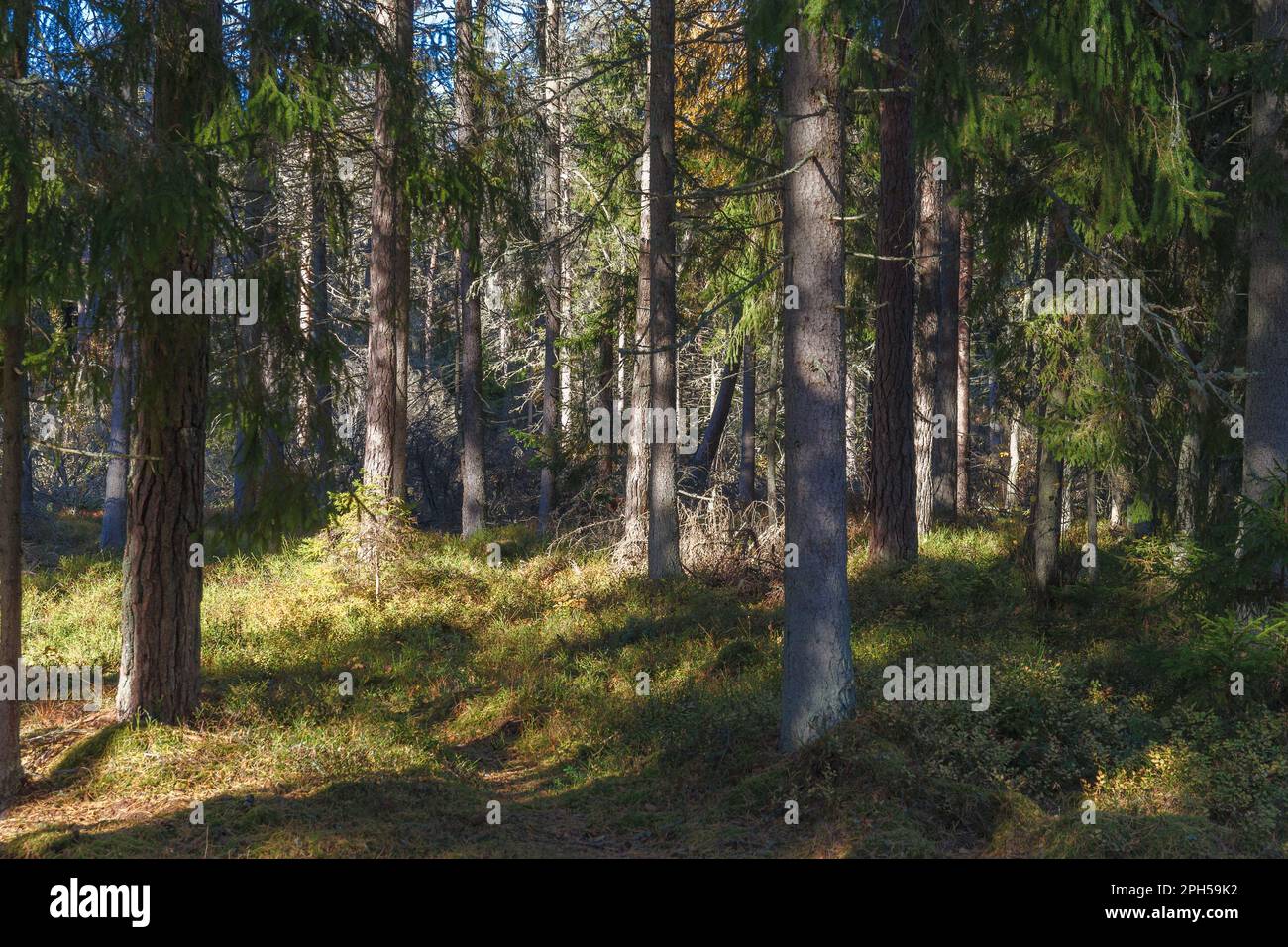 Sunlit evergreen forest. Mossy bottom, conifer tree trunks and branches ...