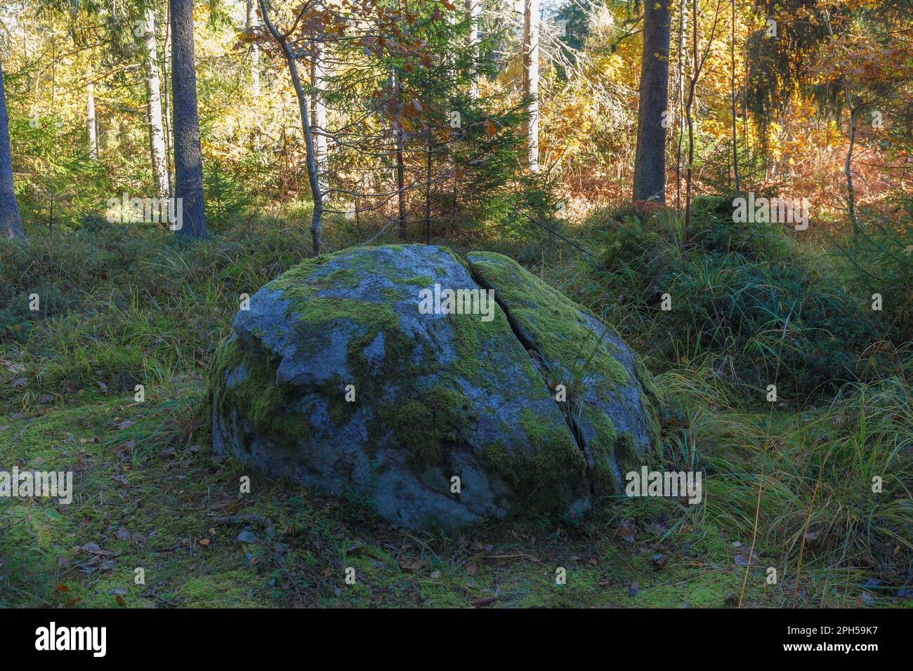 Sunlit evergreen forest. Mossy bottom, conifer tree trunks and branches ...