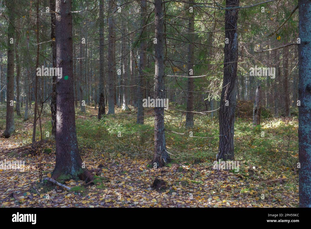 Sunlit evergreen forest. Mossy bottom, conifer tree trunks and branches ...
