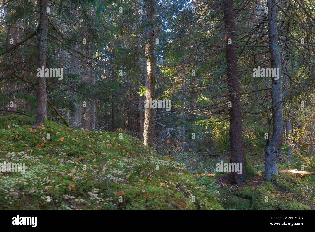 Sunlit evergreen forest. Mossy bottom, conifer tree trunks and branches ...