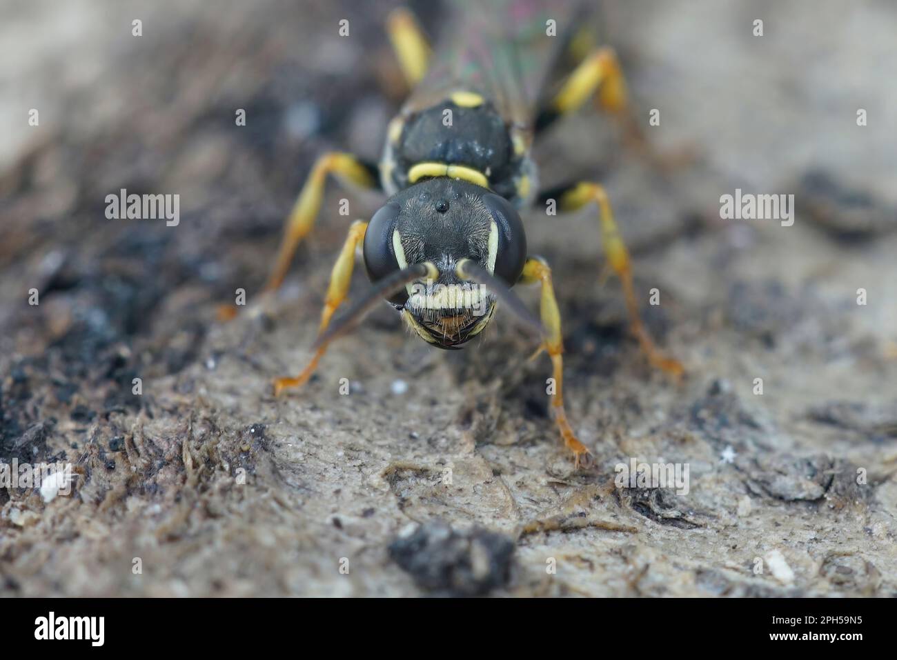 Detailed facial closeup of a fly predator digger wasp, Mellinus ...